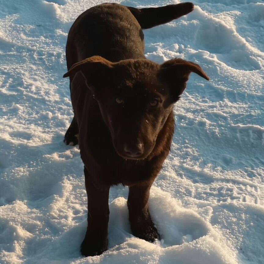 Щенок в добрые руки