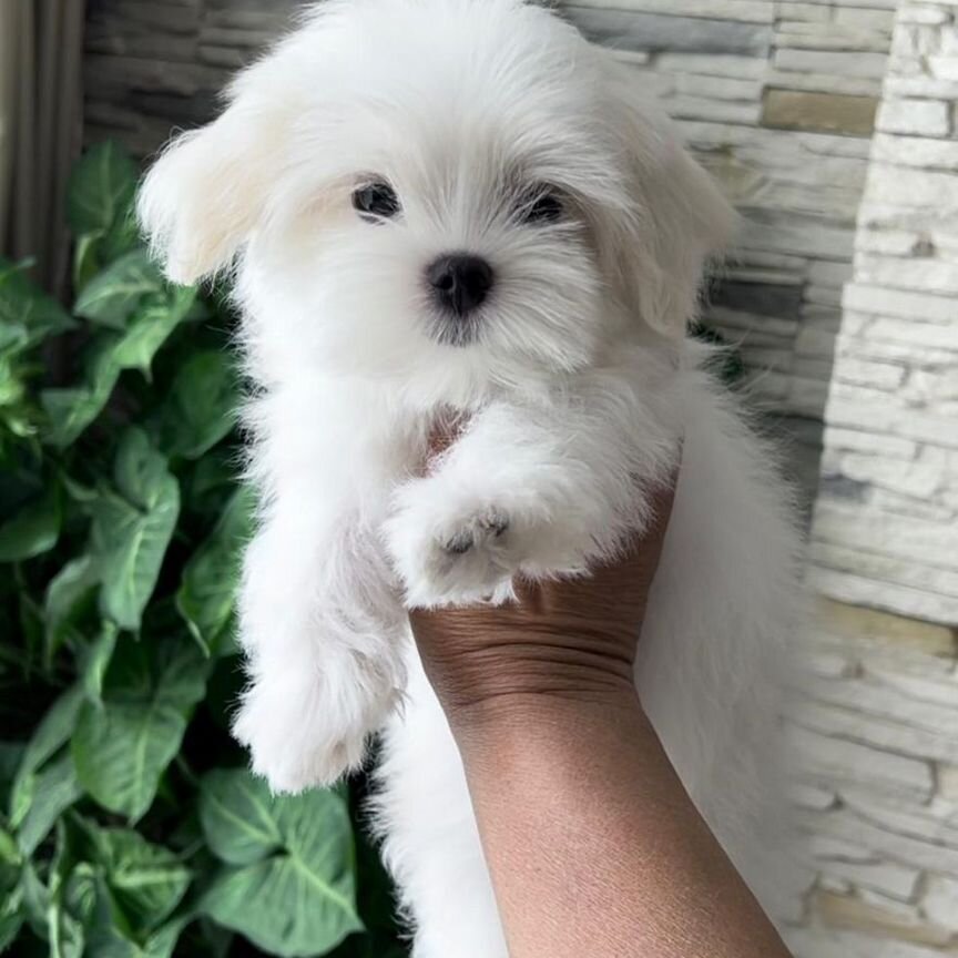 Щенки мальтийской болонки