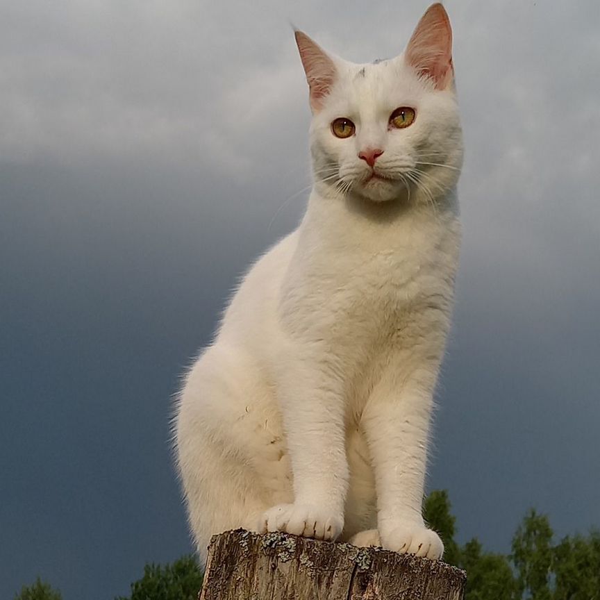 Ориентальный кот, вязка