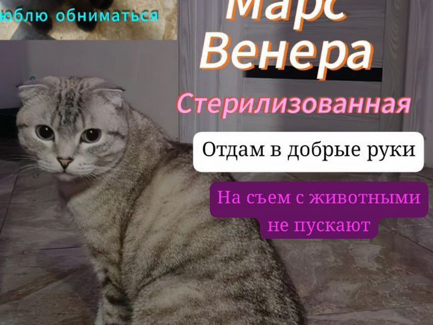 Кошки в добрые руки породистые