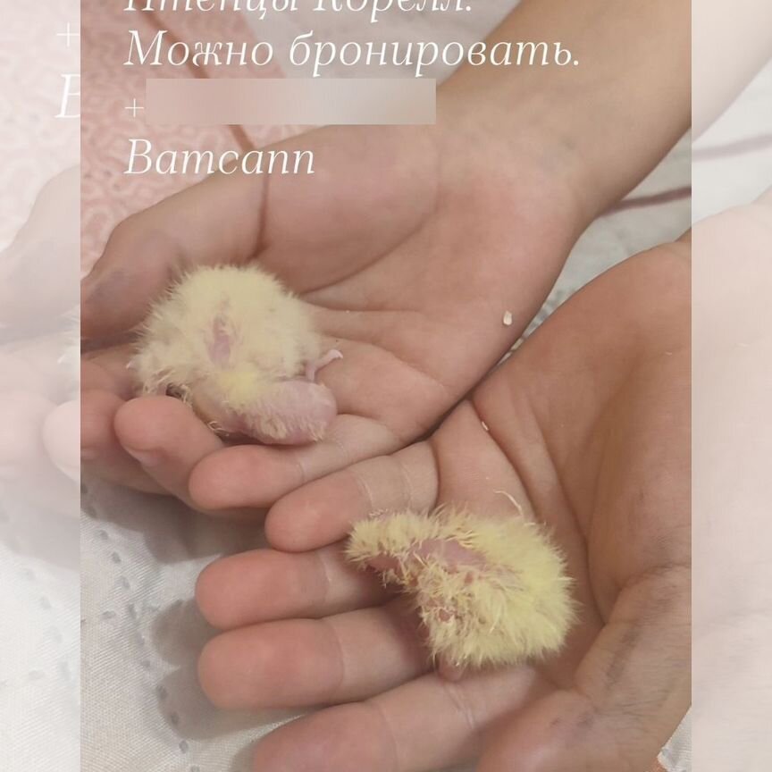 Попугай корелла ручной