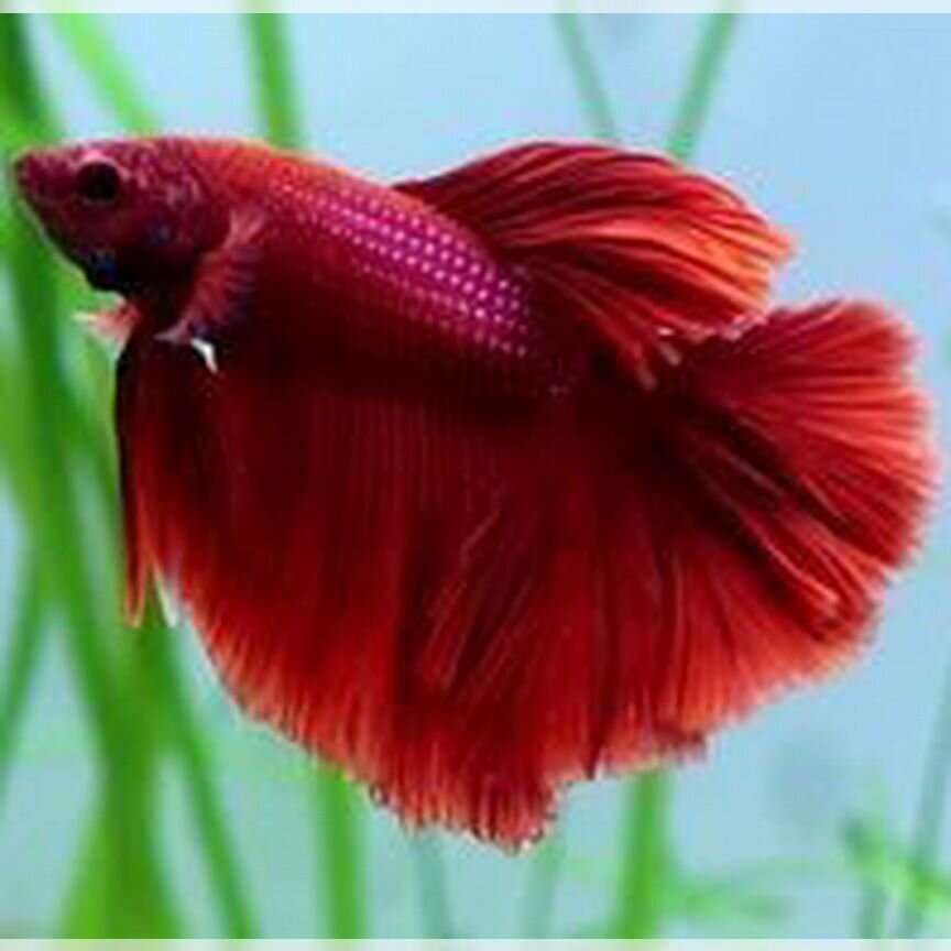 Рыбка петушок самец