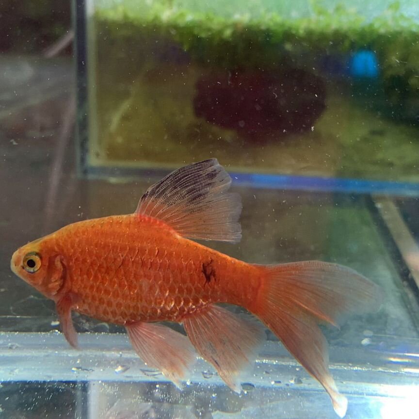 Огненный барбус