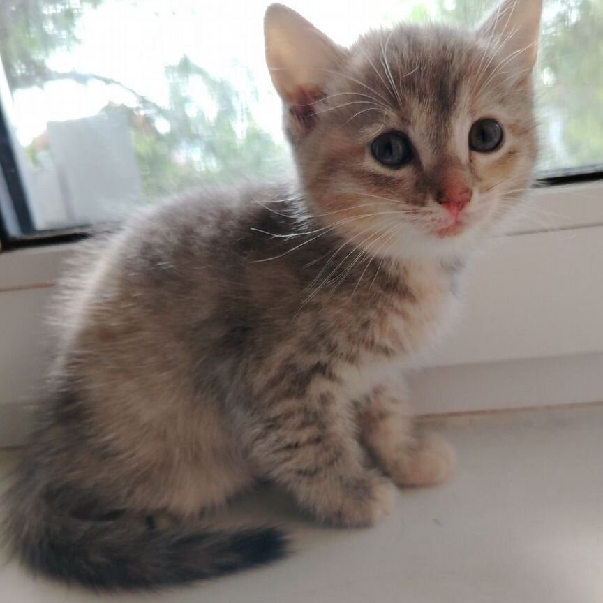 Котенок