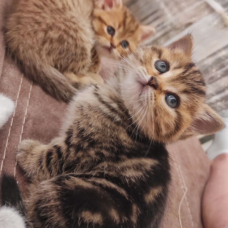 Шотландкие девчонки, супер окрасы