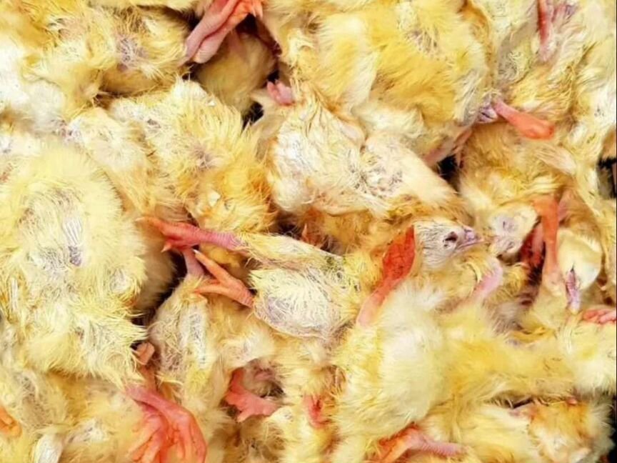 Цыплята суточные замороженные в брикетах 5 кг