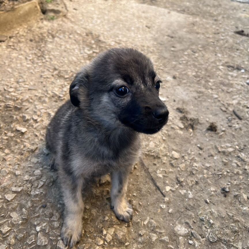Щенок в добрые руки