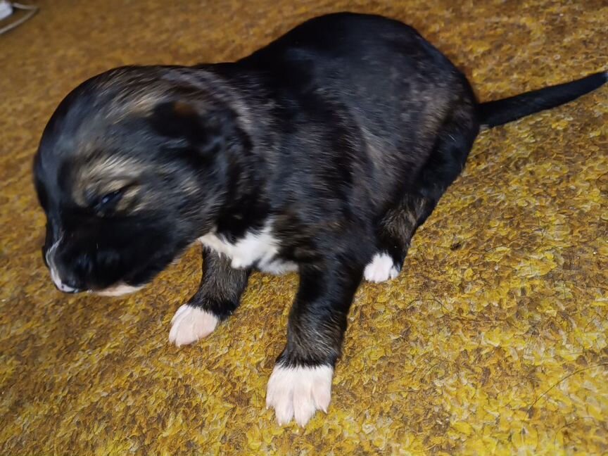 Щенки немецкой овчарки