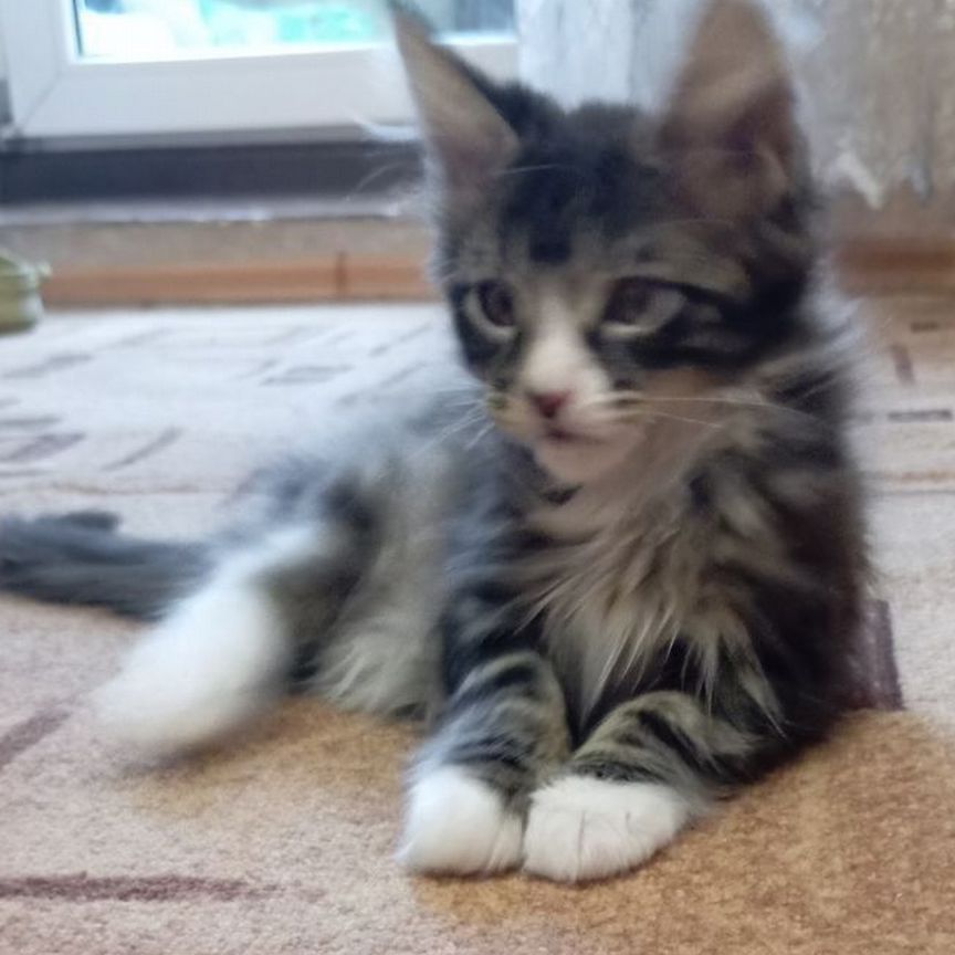 Мейн-кун котёнок