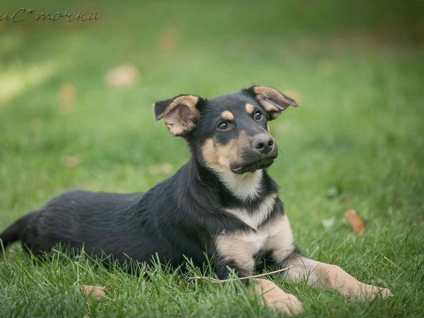 Будущий прекрасный охранник, щенок Вагнер