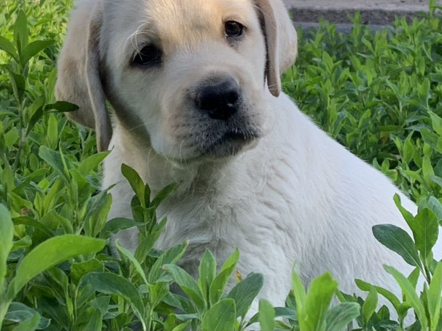 Лабрадор ретривер