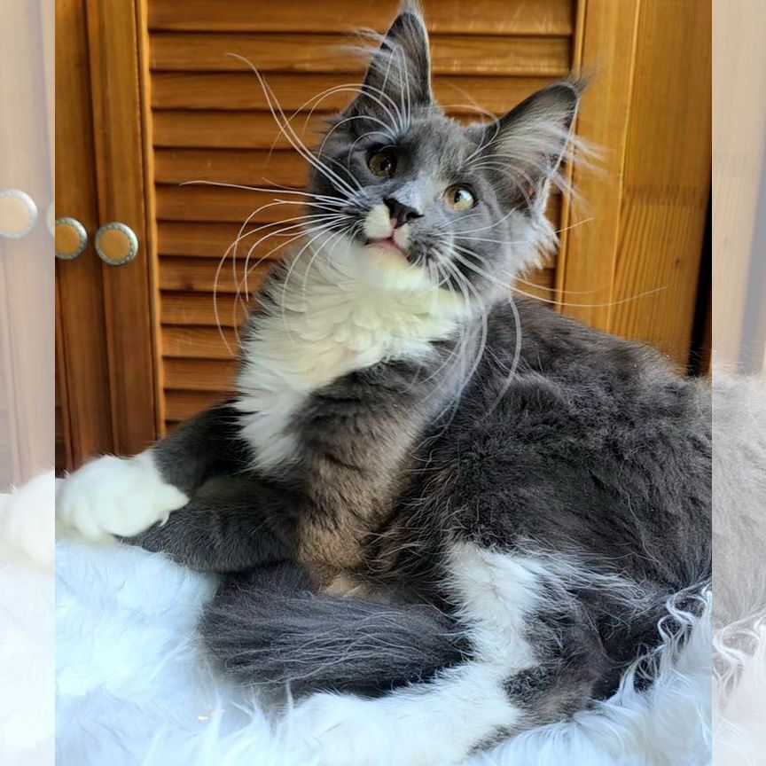 Мейн-кун котёнок