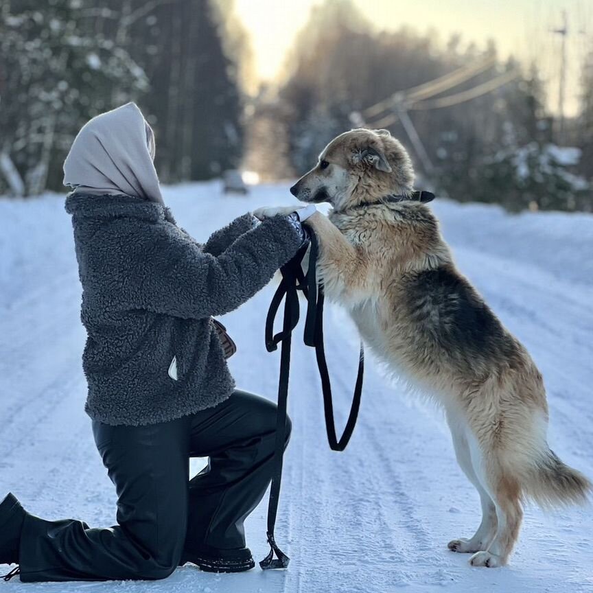 Взрослая собака в добрые руки