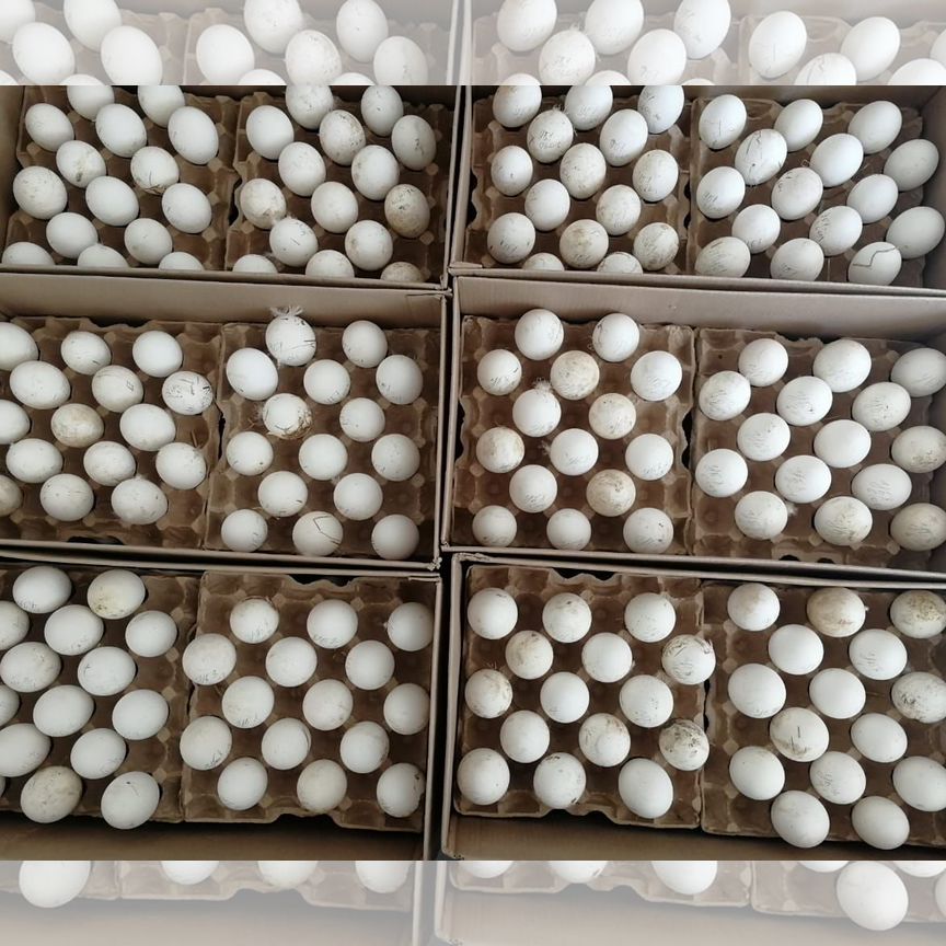 Инкубационное яйцо гусей