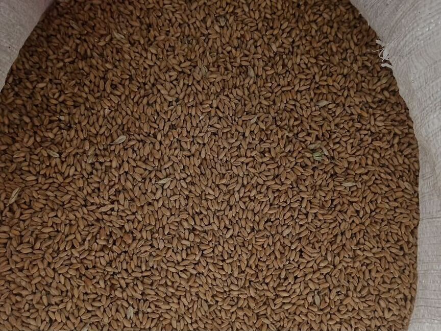 Пшеница Ячмень Овес