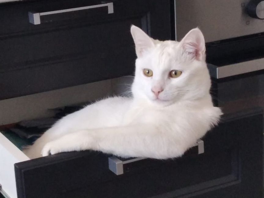 Сибирский кот