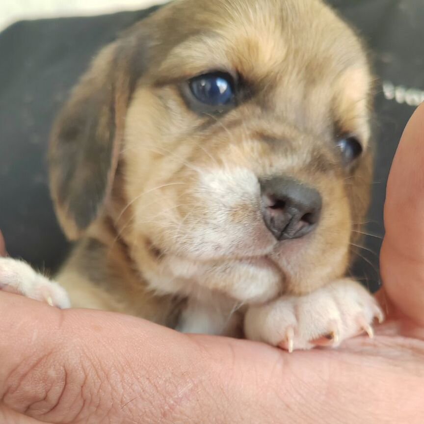 Бигль, щенок