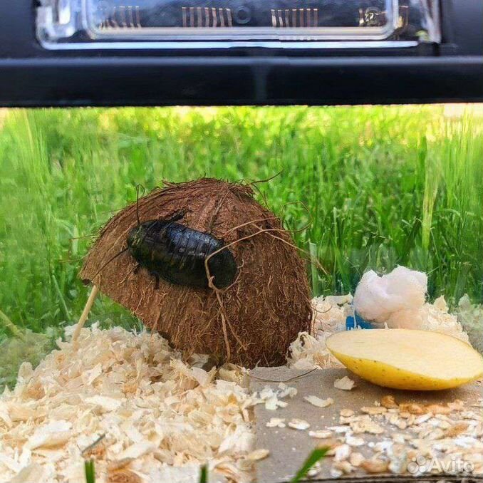 Мадагаскарский таракан — идеальный питомец