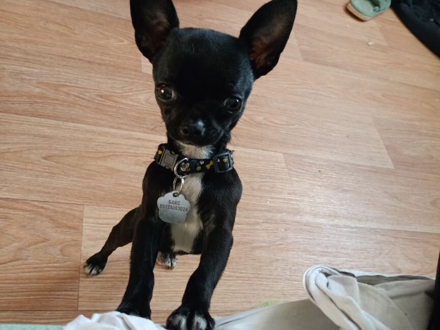 Спаривание чихуахуа мини