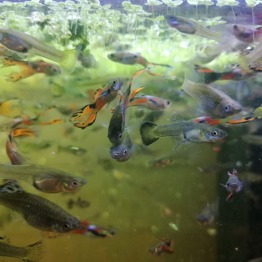 Гуппи (смесь пород разных линий)