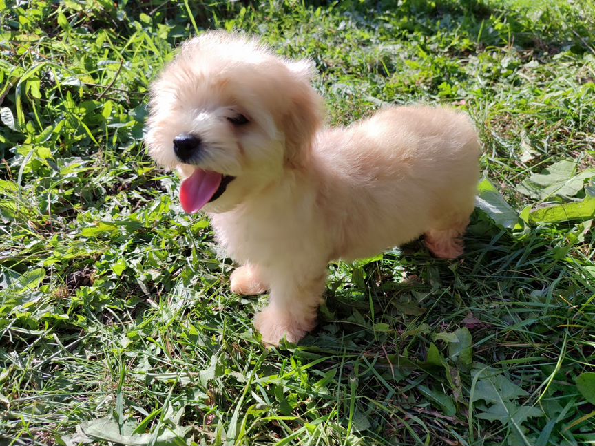 Красавчик мальтипу