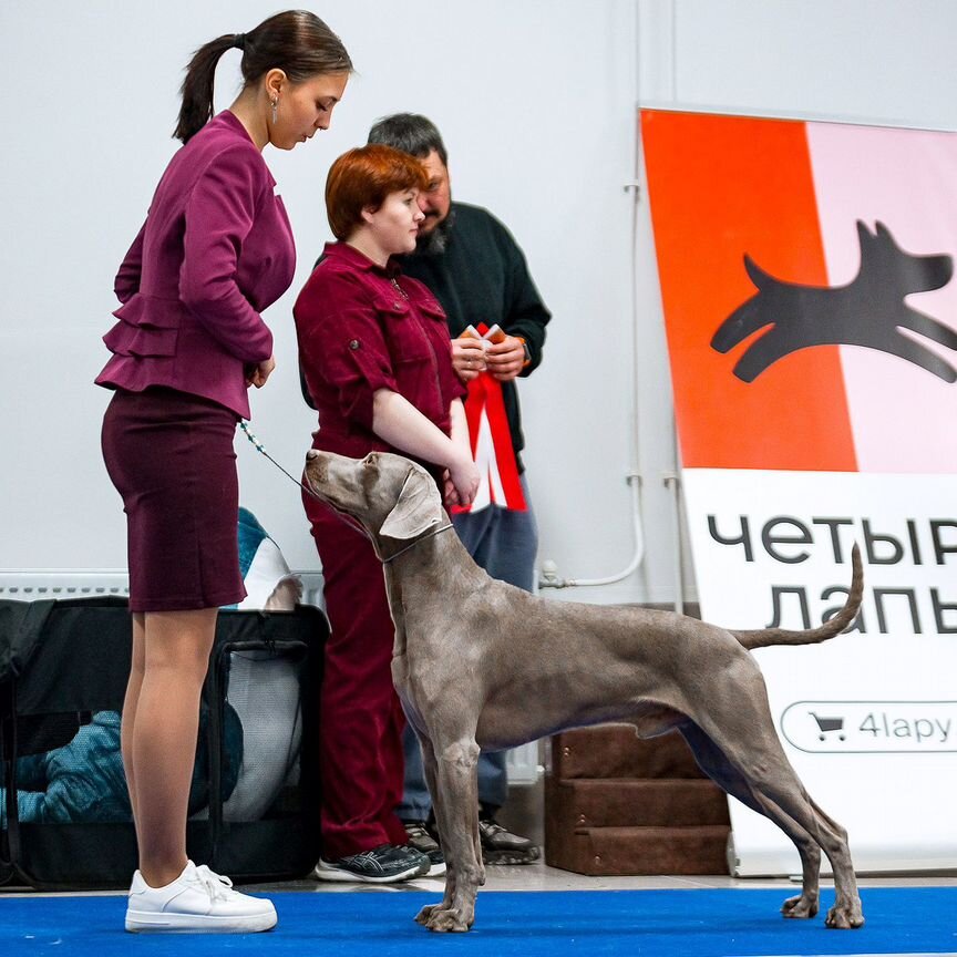 Веймаранер, вязка