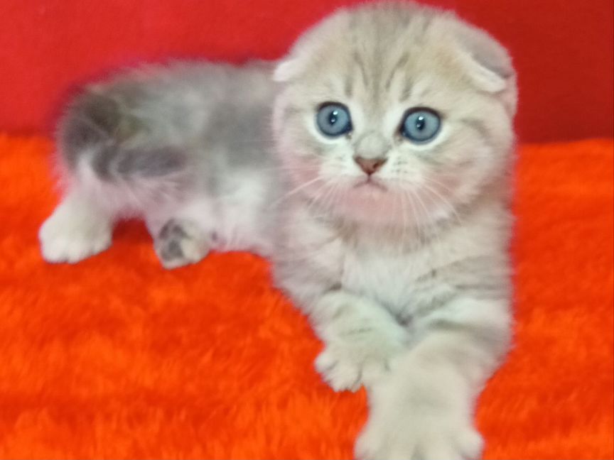 Шотландский котик голубой мрамор на золоте