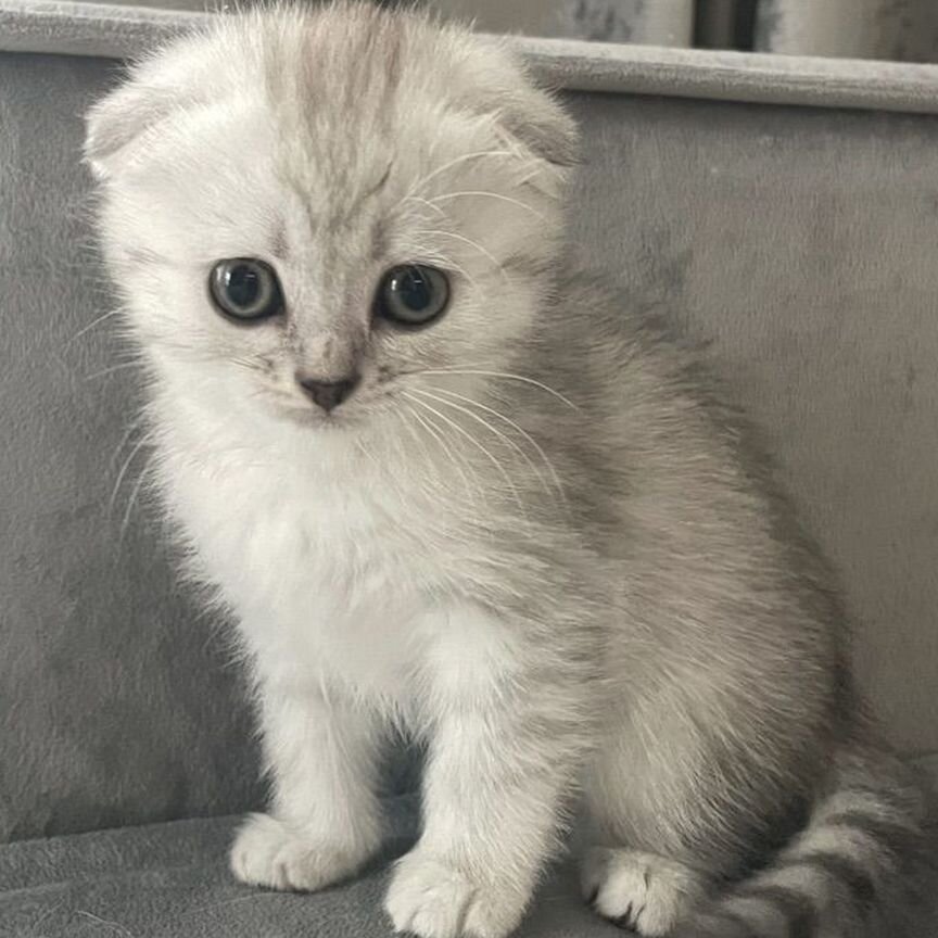 Шотландские вислоухие котята