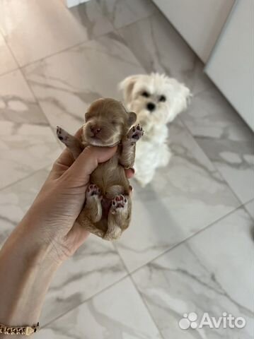 Мальтипу ф1 микро мальчик меллер red