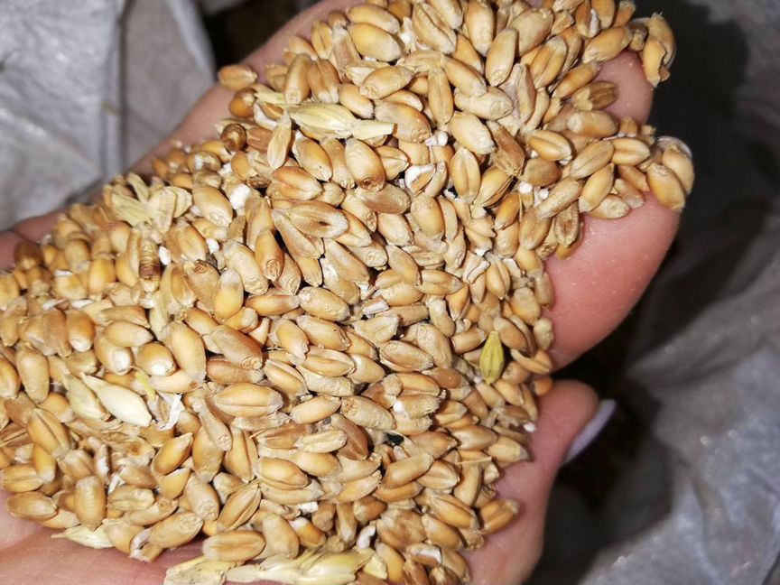 Корма для животных