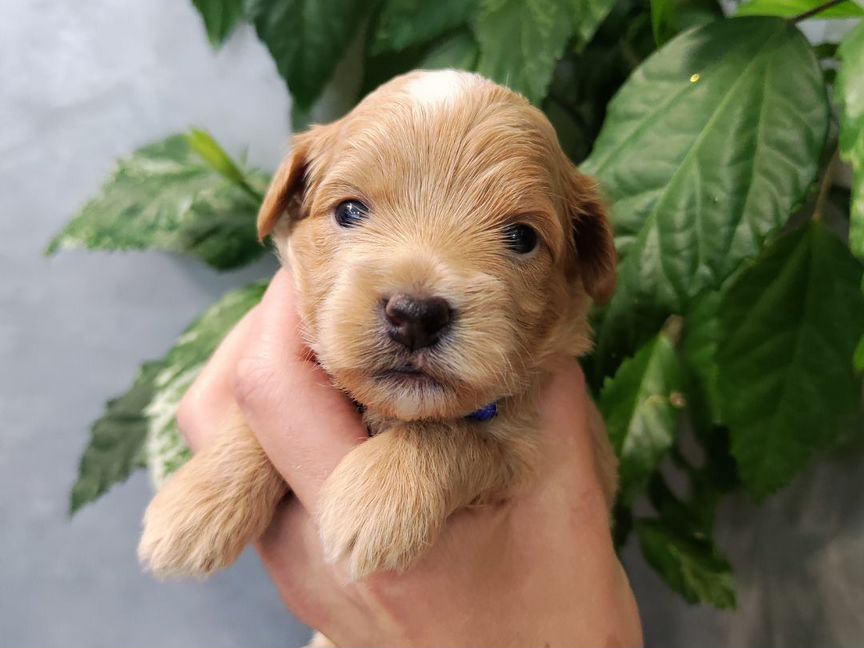 Малыш мальтипу, mini