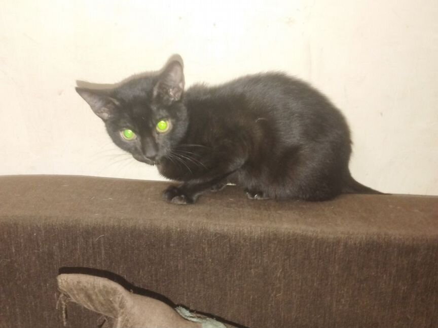 Бенгальские Меланисты