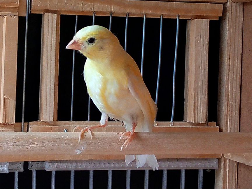 Канарейки. Кенар лимонный (возраст 50 дней)