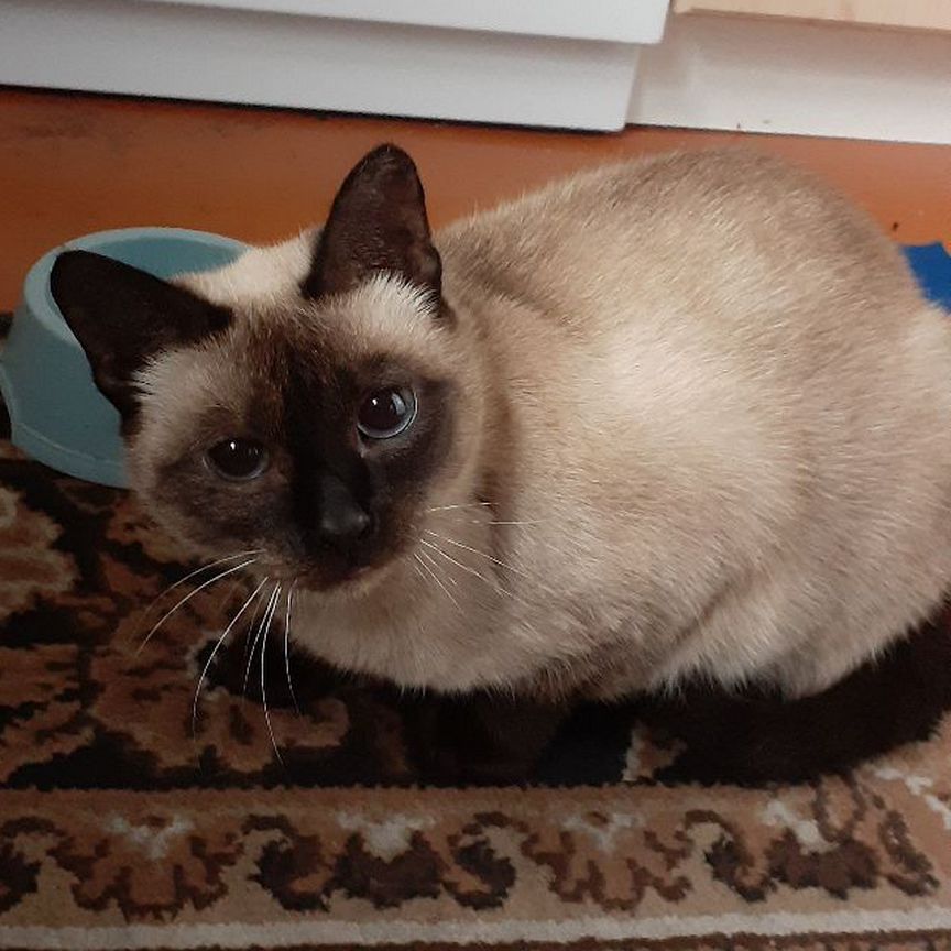 Породистая кошка в дар