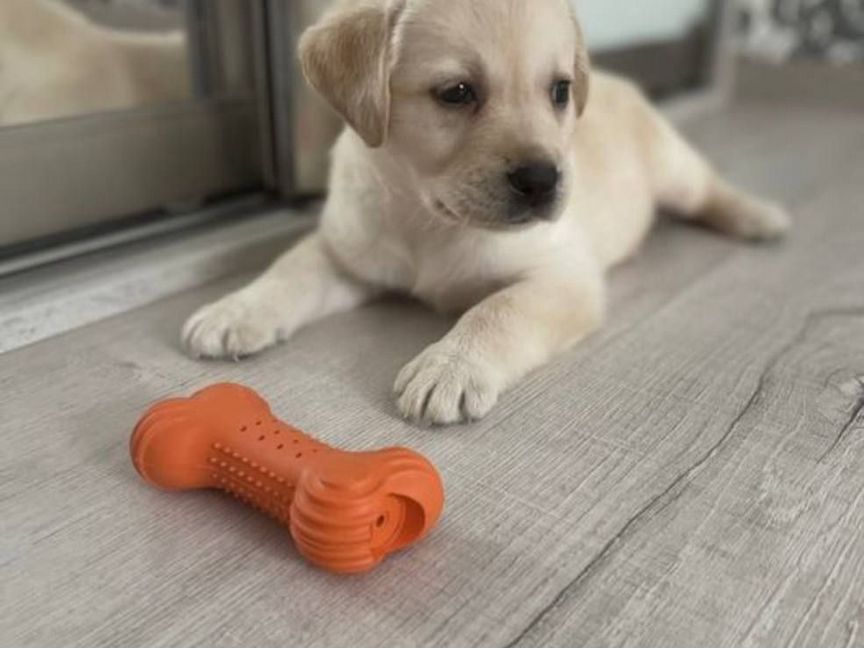 Лабрадор Щенок