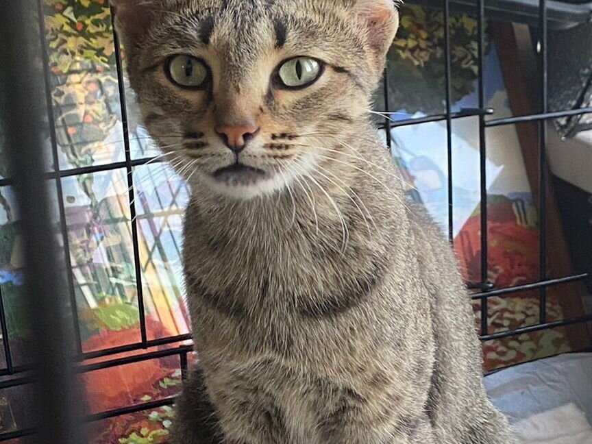 Кошка ласковая стерилизованная