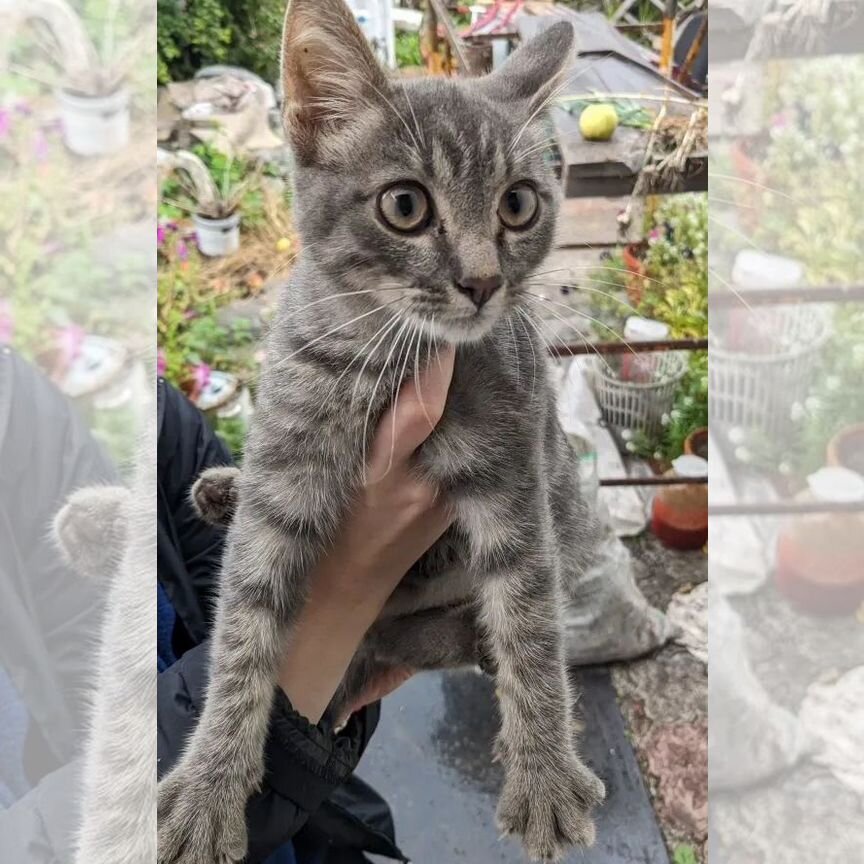 Котенок