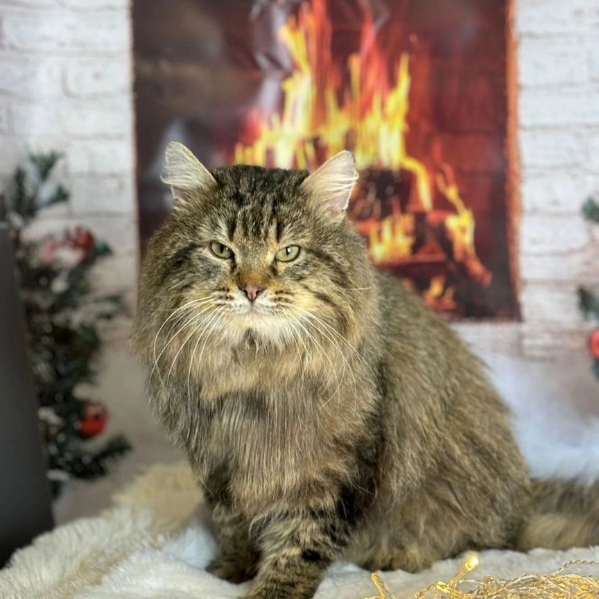 Нежнейший котик в добрые руки