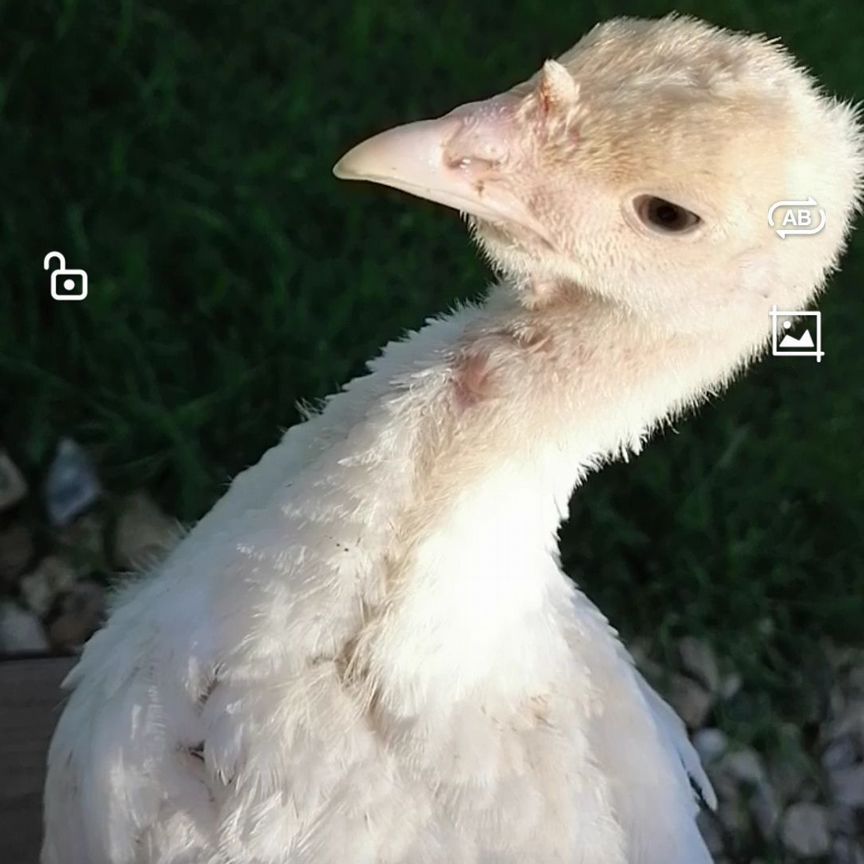 Индюшата степные и белые широкогрудые