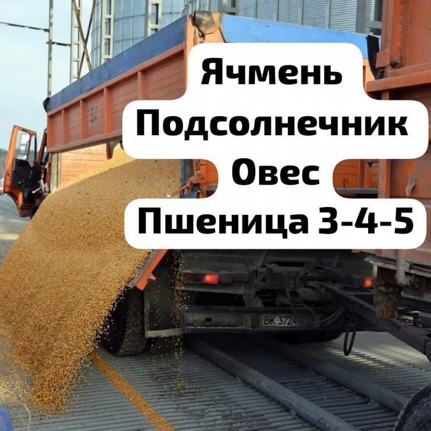 Зерно ячмень