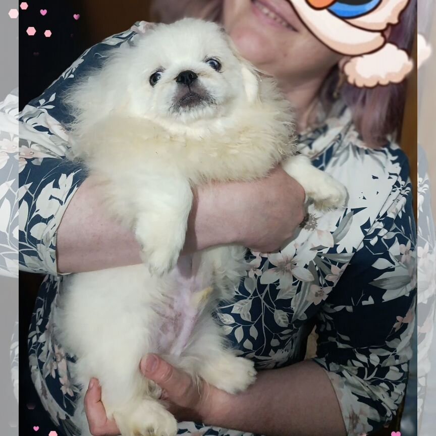 Пекинес, щенок