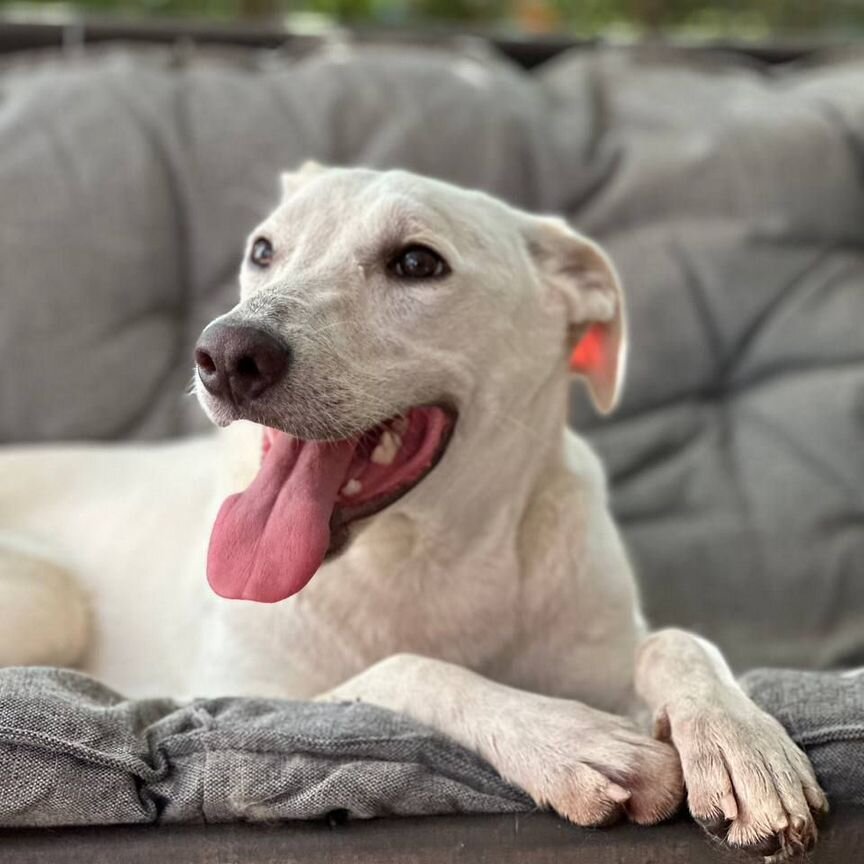 Собака в добрые руки отдам бесплатно