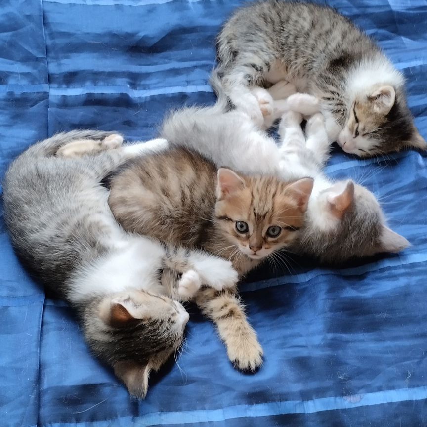 Котята в добрые руки бесплатно г. Пермь