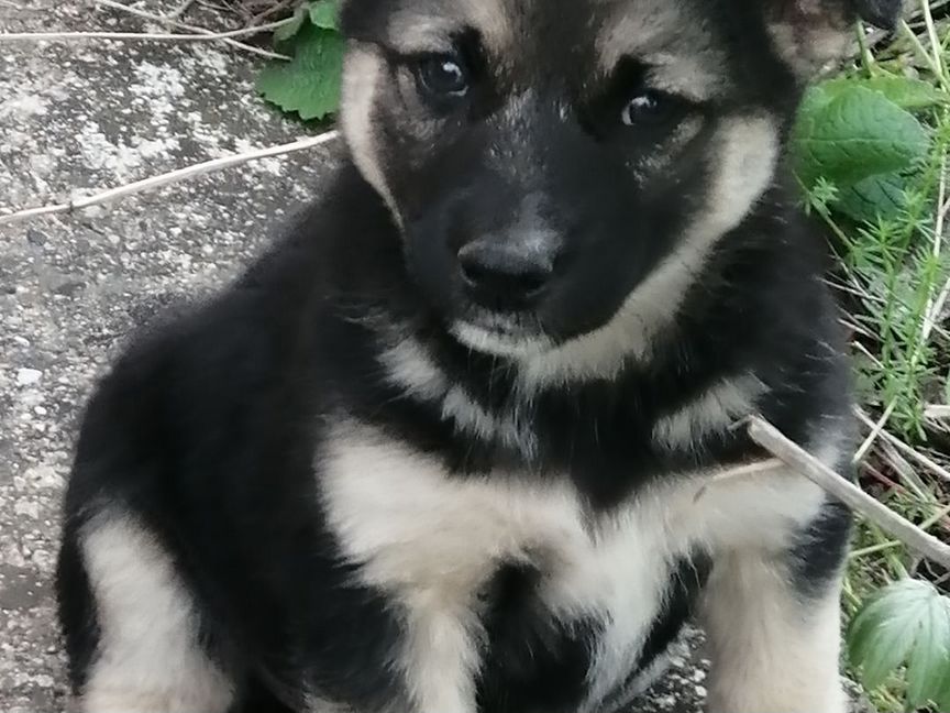 Отдам в добрые руки