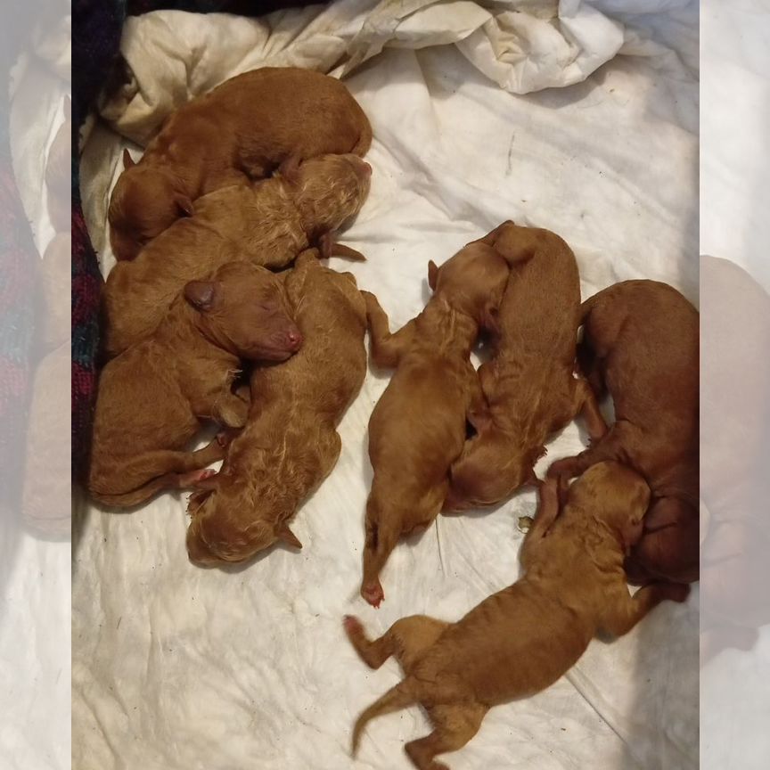 Той-пудель, щенок