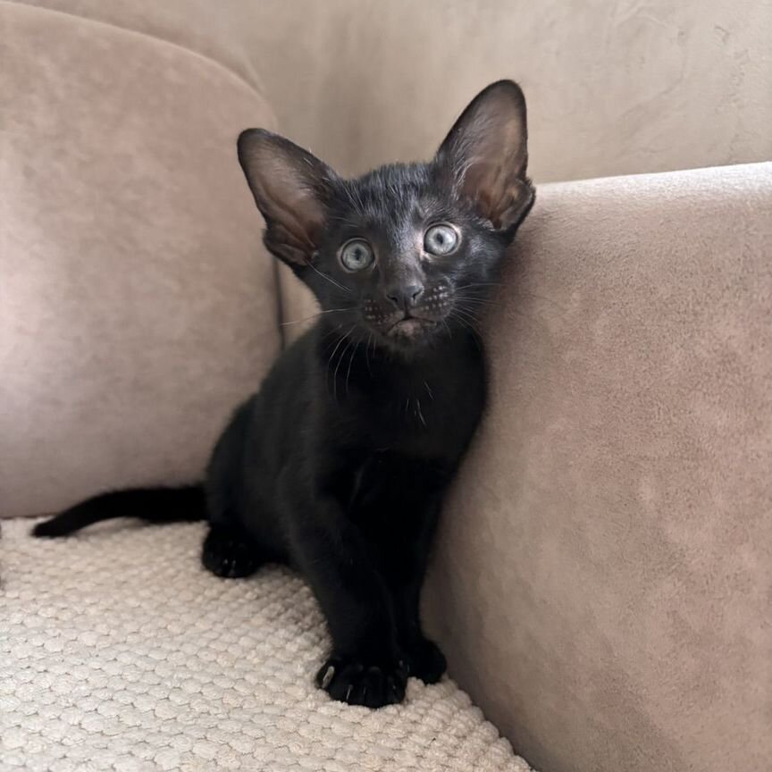 Ориентальные котята