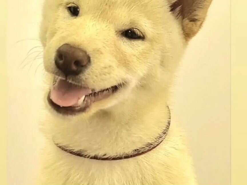 Продаются щенки Сиба-ину