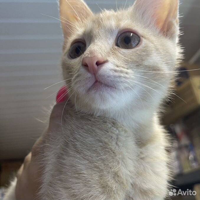 Котик приносящий удачу