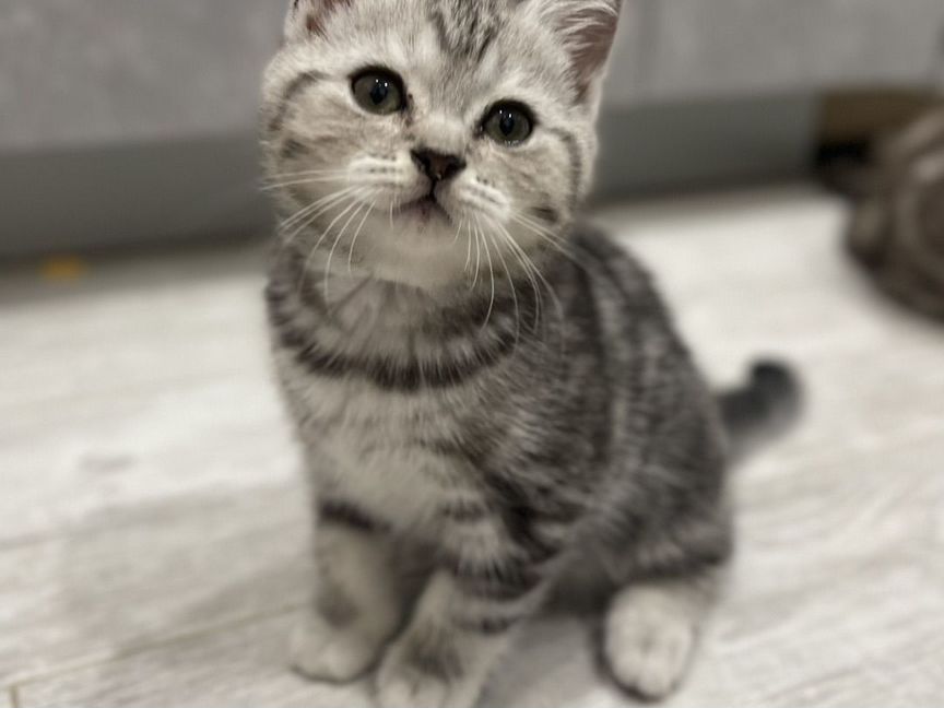 Шотландские котята мрамор
