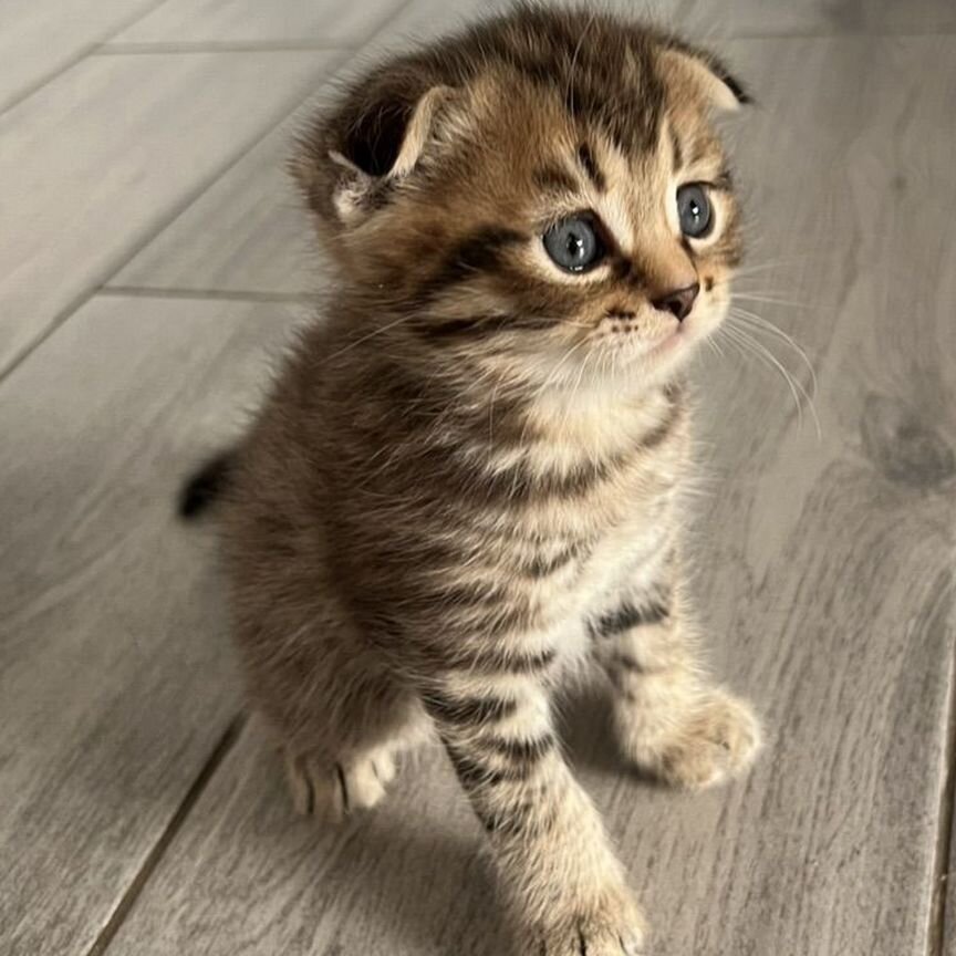 Шотландский вислоухий короткошёрстный котёнок